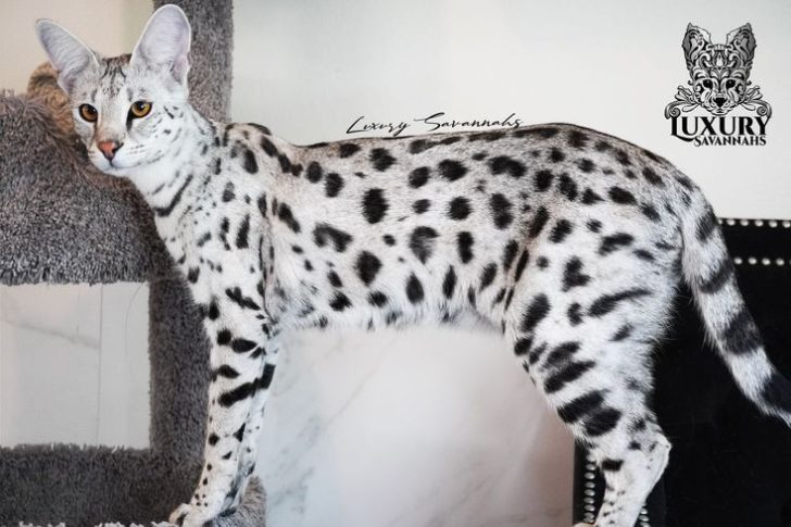 Top 10 Most Expensive Pets In The World 2025