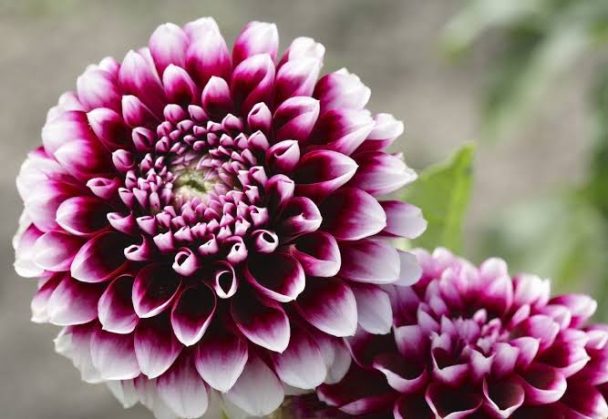 Top 10 Most Popular Flowers In The World 2025
