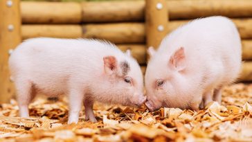 Top 10 Most Expensive Pets In The World 2025